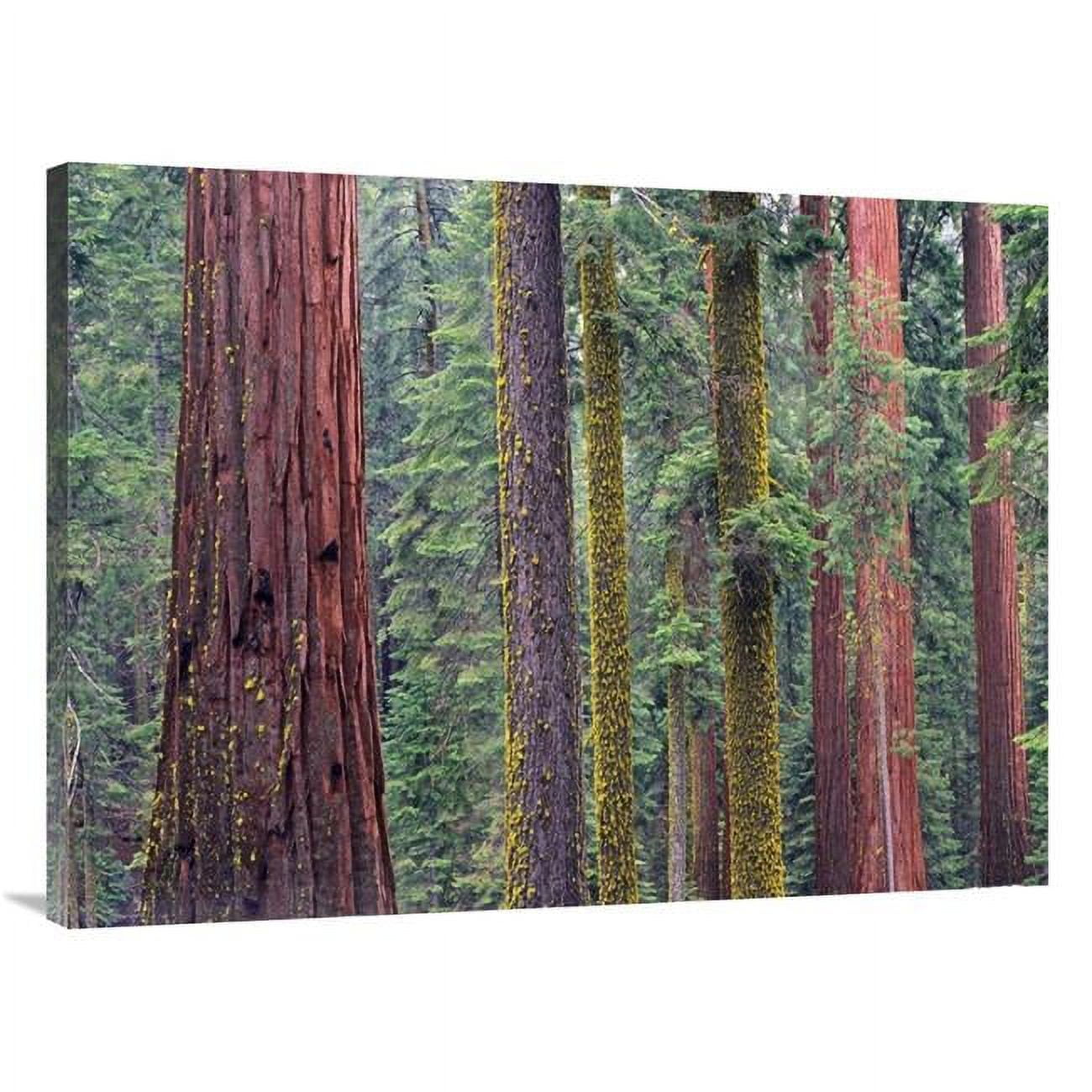 30 x 40 in. Coast Redwood Trees, Mariposa Grove, Yosemite National Park ...