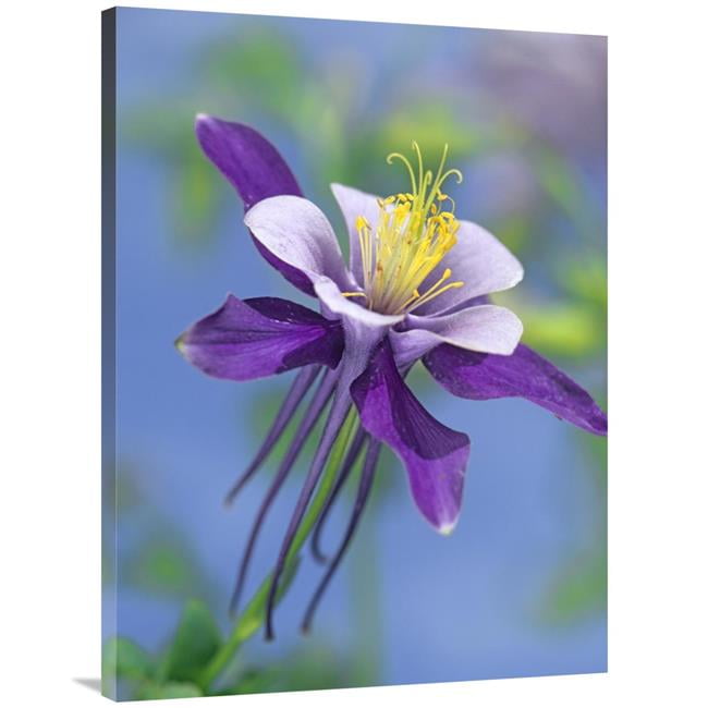 30 x 40 in. Colorado Blue Columbine Close Up of Bloom, North America Art Print - Tim Fitzharris ...