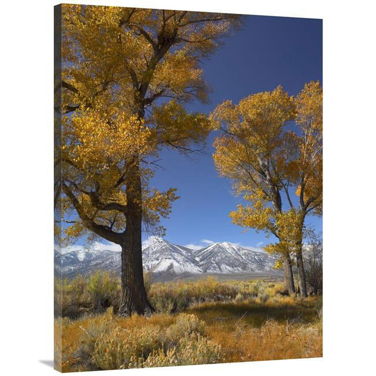 30 x 40 in. Cottonwood with the Carson Range in the Background, Nevada ...