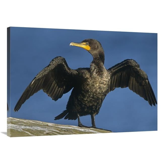 30 x 40 in. Double-Crested Cormorant Drying Its Wings, North America ...