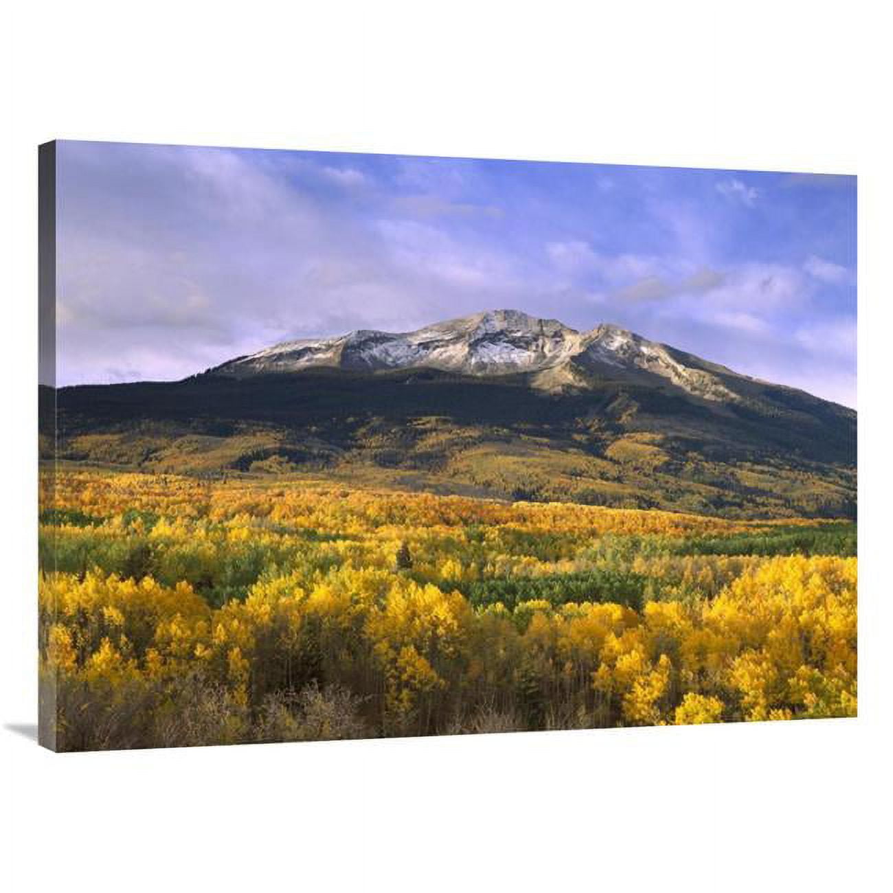 30 x 40 in. East Beckwith Mountain & Trees in Fall Color, Gunnison ...