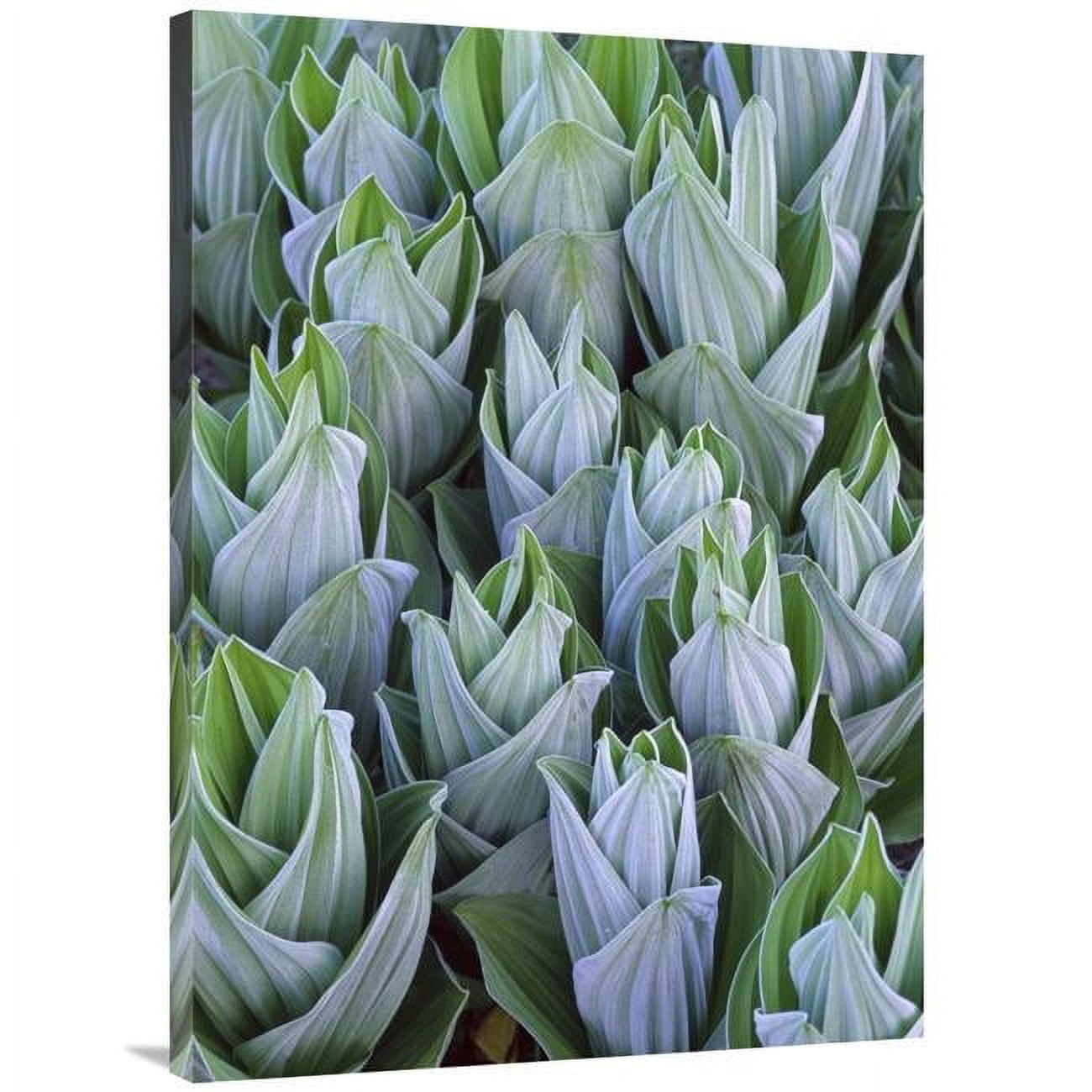 30 x 40 in. False Hellebore with Frost, Gothic, Colorado Art Print ...