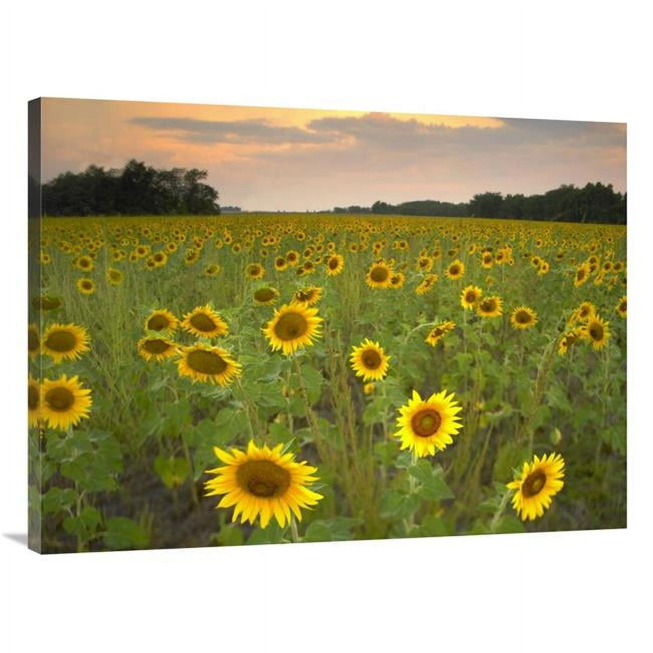 30 x 40 in. Field of Sunflowers, Flint Hills National Wildlife Refuge ...