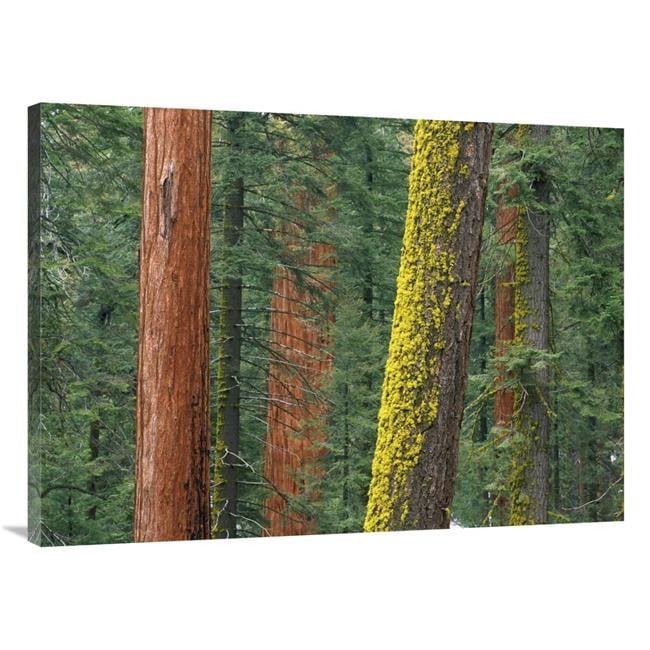 30 x 40 in. Giant Sequoia Trees in Grant Grove, Sequoia National Park ...