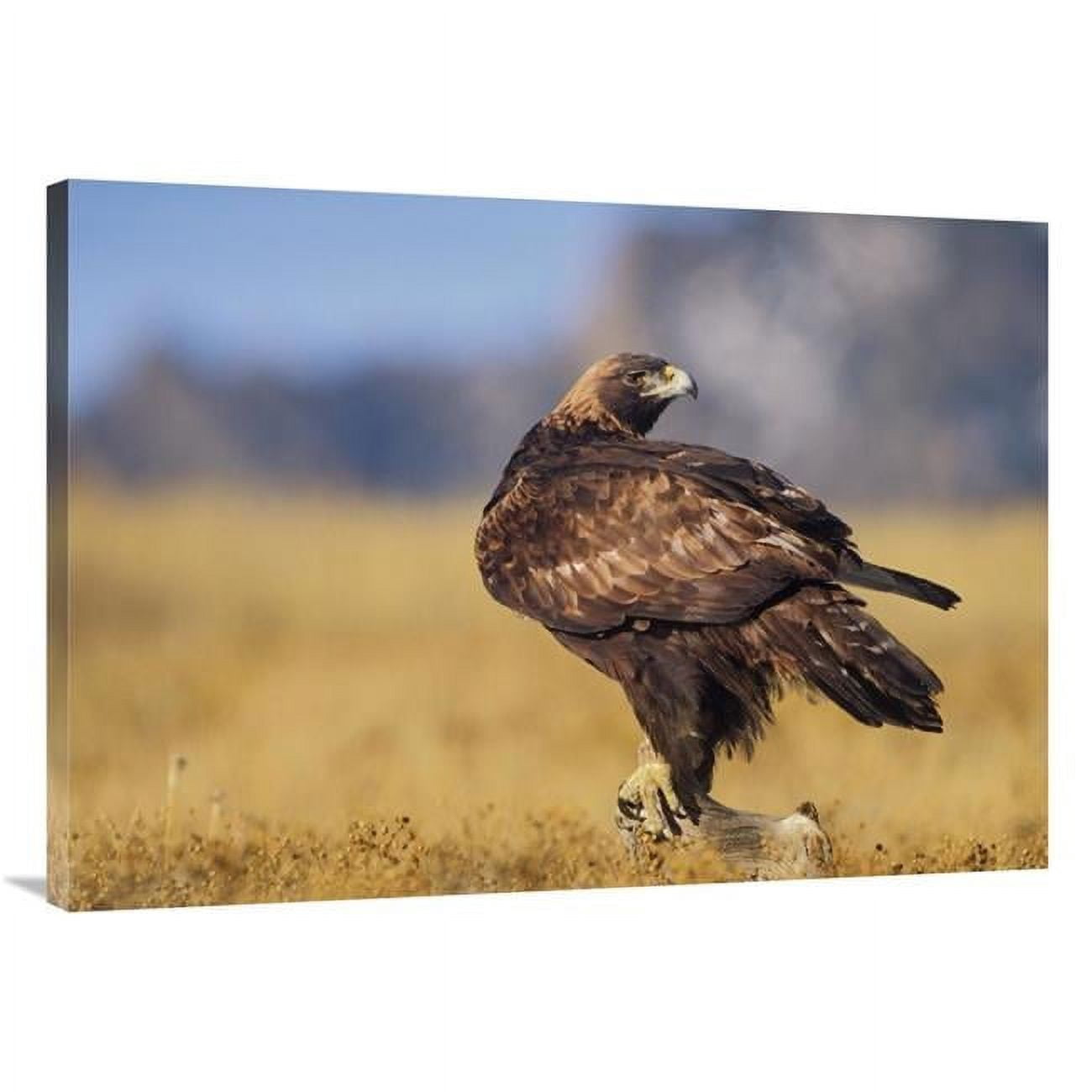 30 x 40 in. Golden Eagle on A Snag, North American Art Print - Tim ...