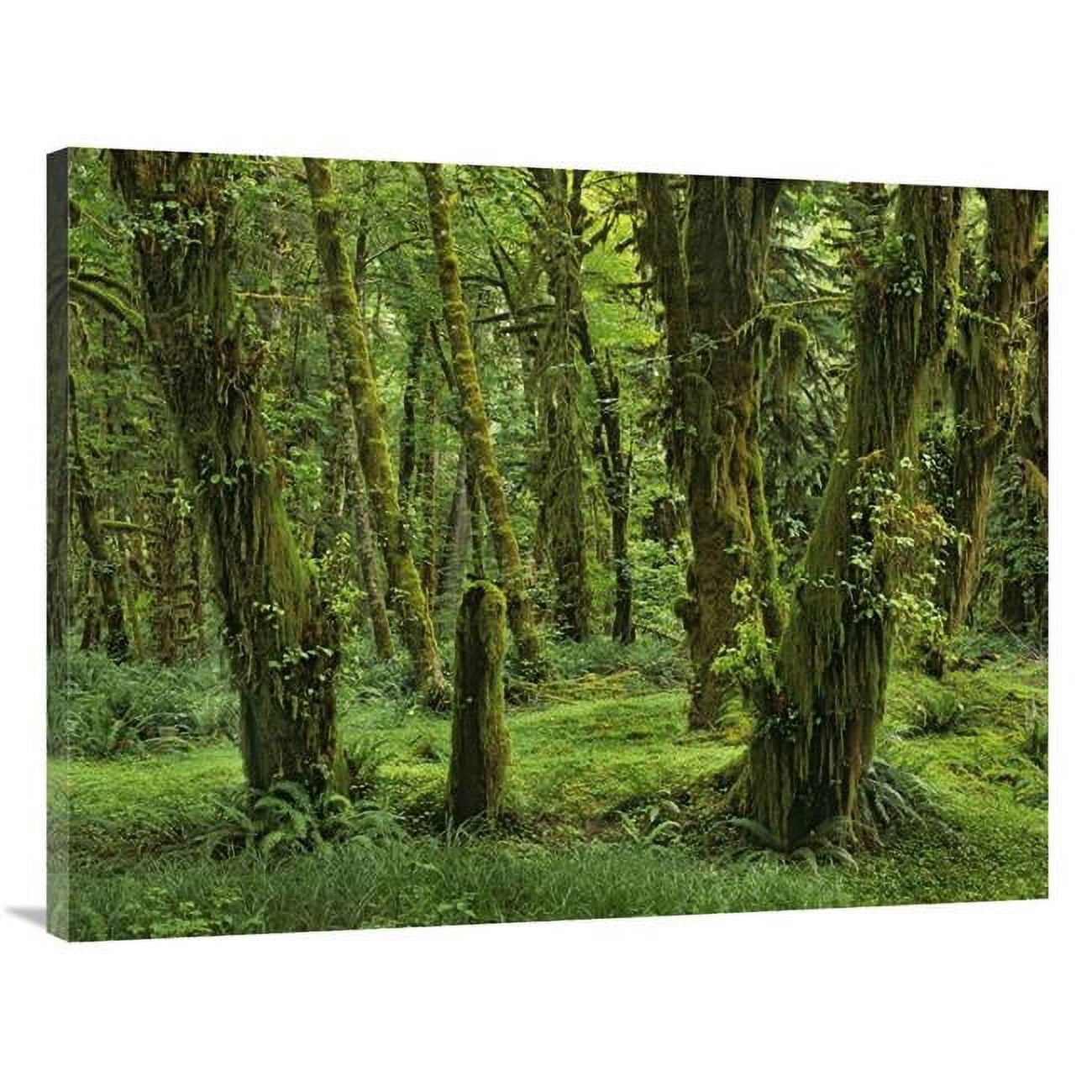 30 x 40 in. Hoh Rainforest, Olympic National Park, Washington Art Print ...