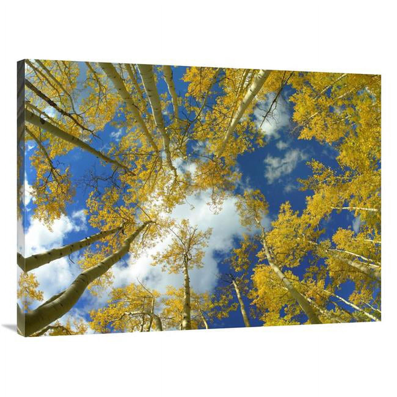 30 x 40 in. Looking Up at Blue Sky Through A Canopy of Fall Colored ...