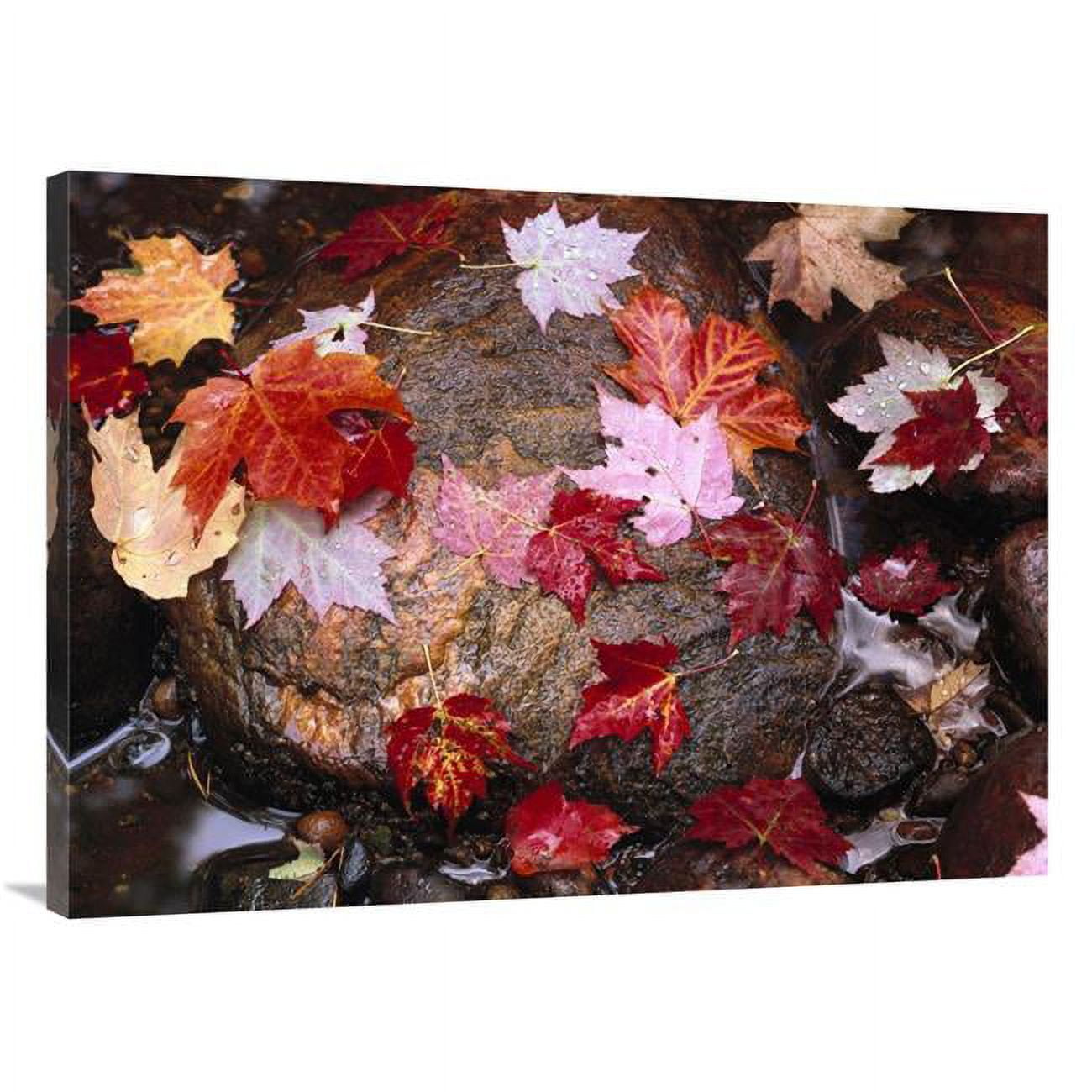 30 x 40 in. Maple Leaves in Sable Creek, Pictured Rocks National ...