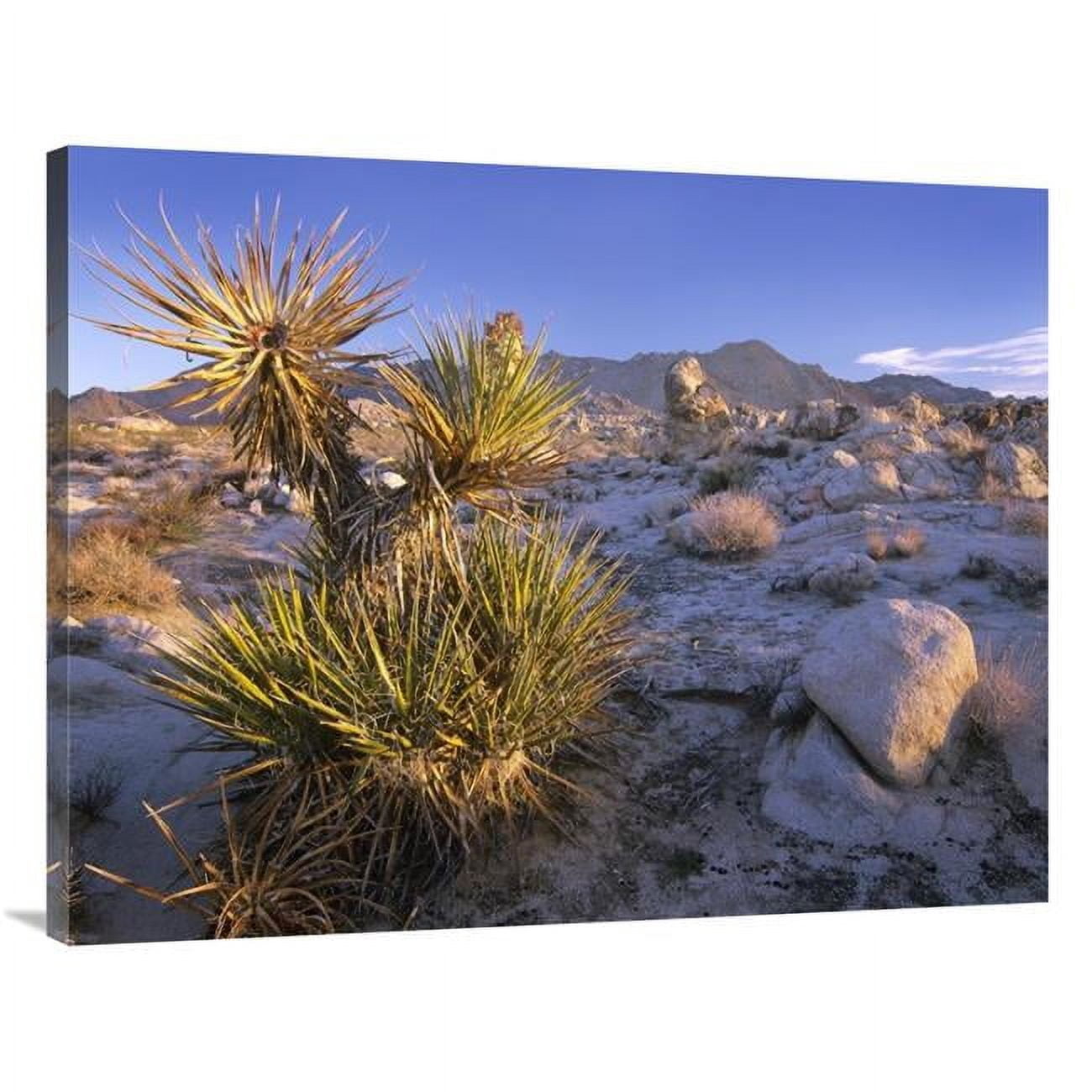 Mojave Yucca