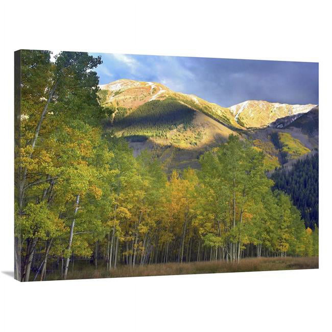 30 x 40 in. Quaking Aspen Trees & Highland Peak, Colorado Art Print ...