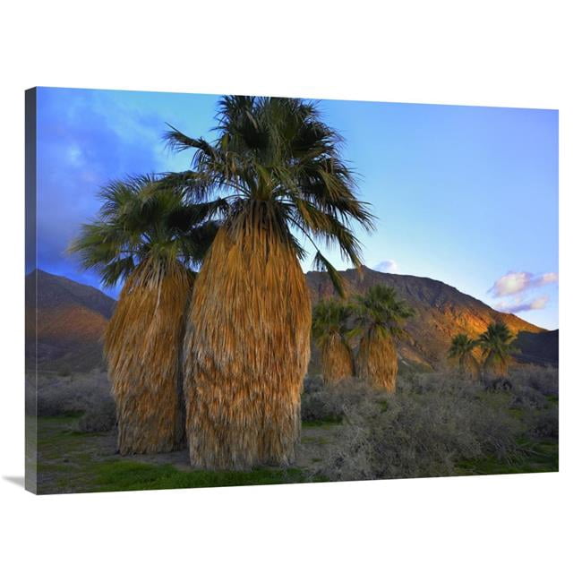 30 x 40 in. Real Fan Palm Anza-Borrego Desert, California Art Print ...
