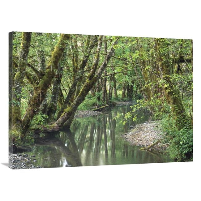 30 x 40 in. Red Alder Trees with Moss, Hoh Rainforest, Olympic NP ...