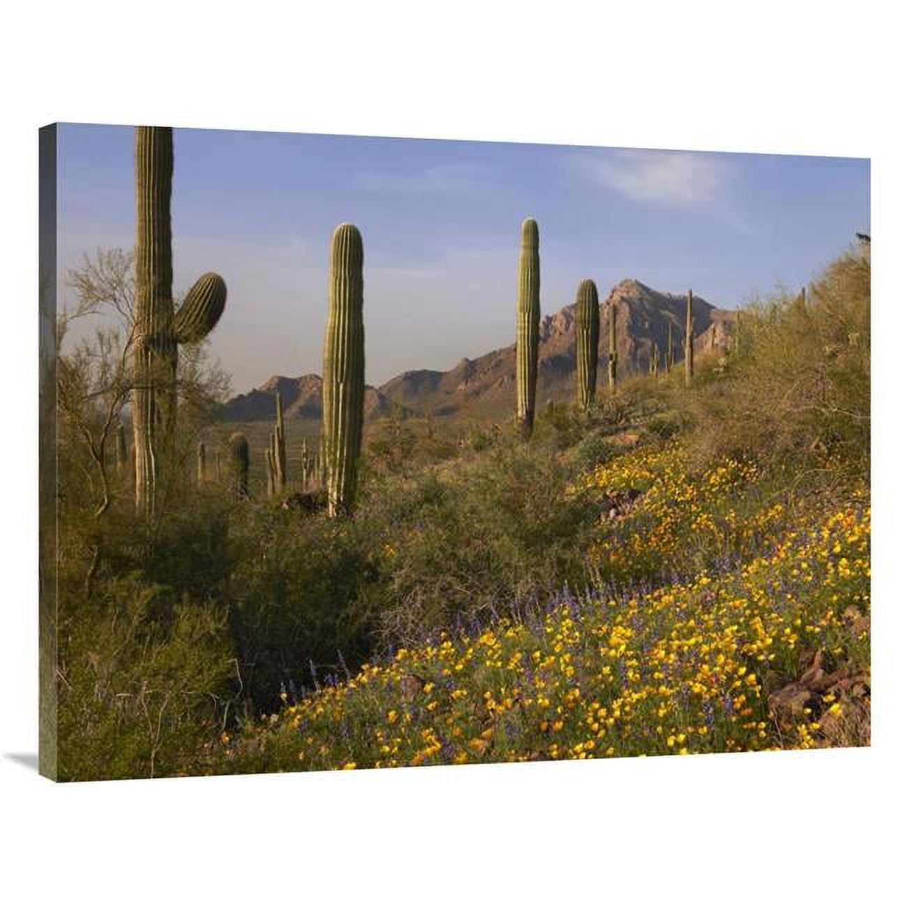 30 x 40 in. Saguaro Cacti & California Poppy Field at Picacho Peak ...