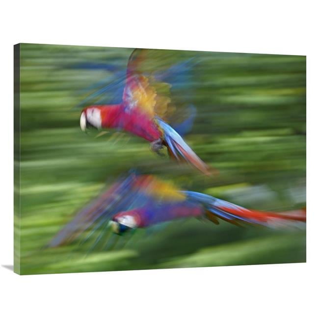 30 x 40 in. Scarlet Macaw Pair Flying, Costa Rica Art Print - Tim ...