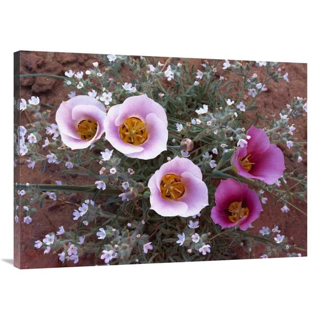 30 x 40 in. Sego Lily Group, State Flower of Utah with Bulbous Edible ...
