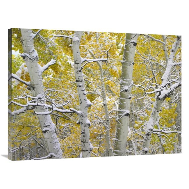 30 x 40 in. Snow-Covered Aspen Forest Near Kebbler Pass, Gunnison ...