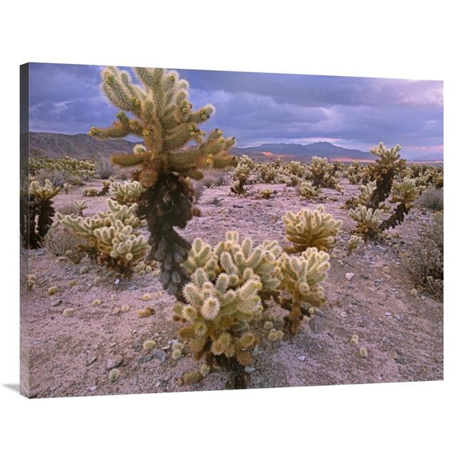 30 x 40 in. Teddy Bear Cholla Cacti, Joshua Tree National Park ...