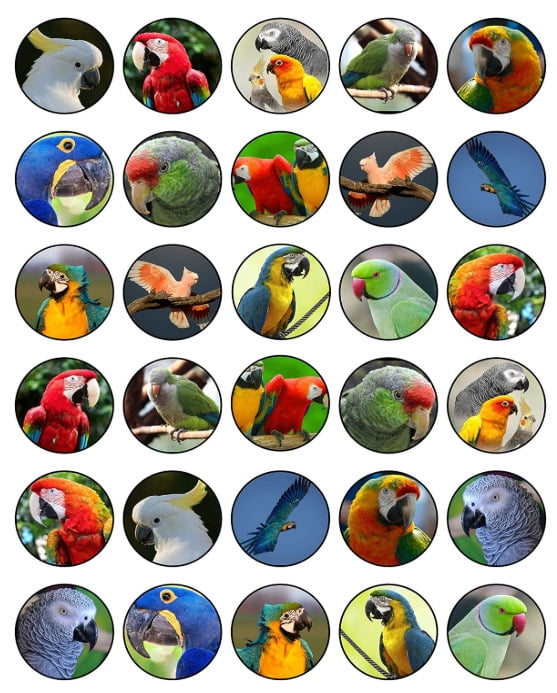 30 x Edible Cupcake Toppers Themed of Tropical Birds Honeycomb Parrot ...