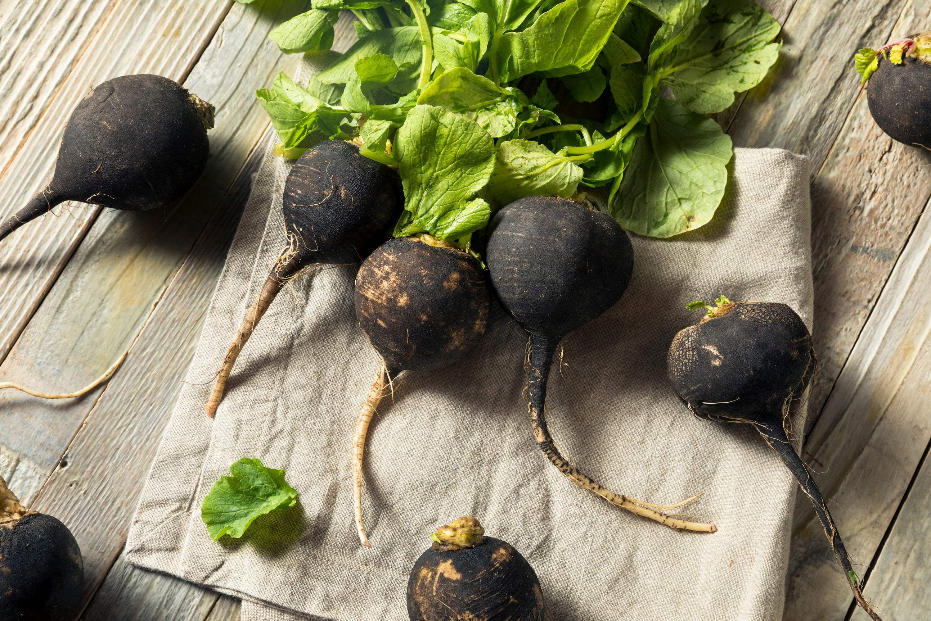 300 BLACK SPANISH ROUND Hot Spicy European Raphanus Sativus Root ...