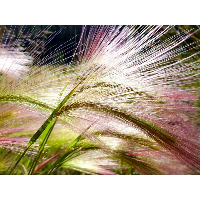 300 Bottlebrush SQUIRRELTAIL RYE GRASS Elymus Elymoides syn Sitanion ...