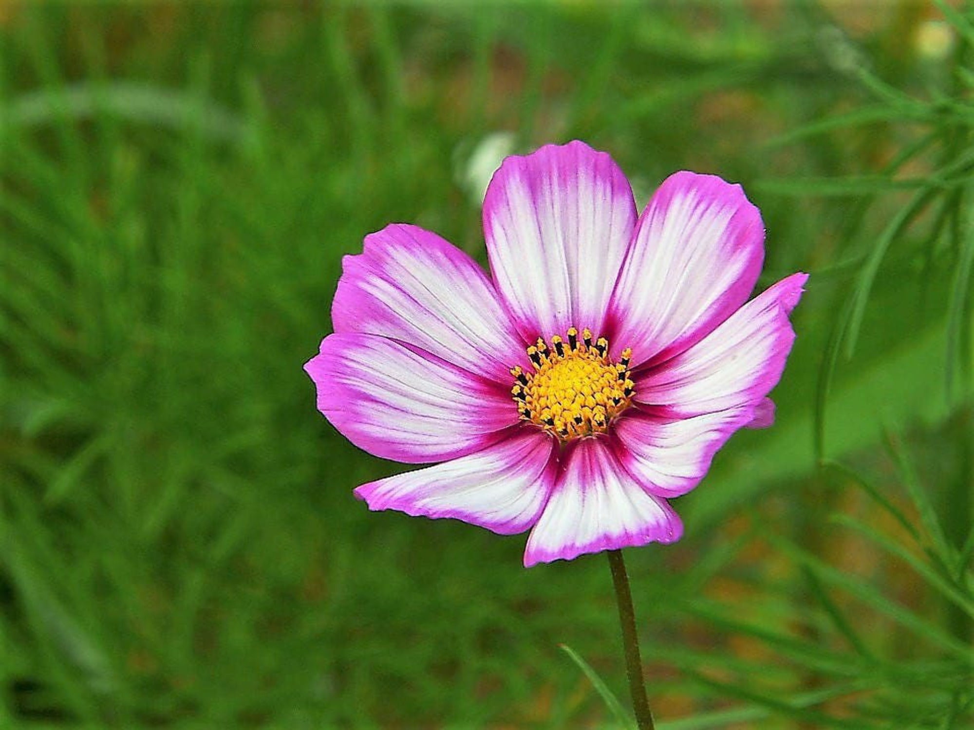 300 CANDY STRIPE COSMOS Cosmos Bipinnatus Flower Seeds - Walmart.com