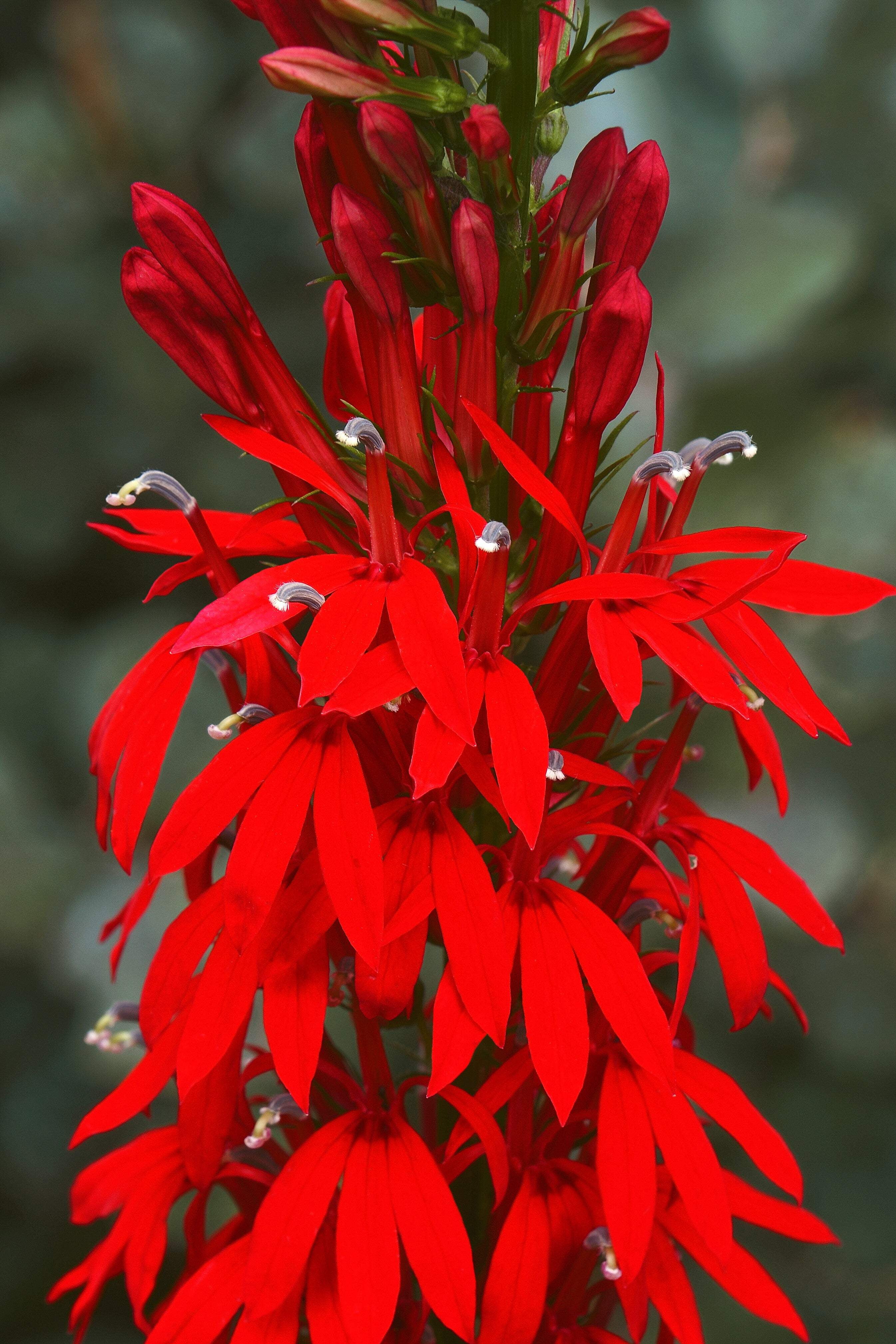 300 CARDINAL FLOWER LOBELIA Cardinalis Flower Seeds - Walmart.com