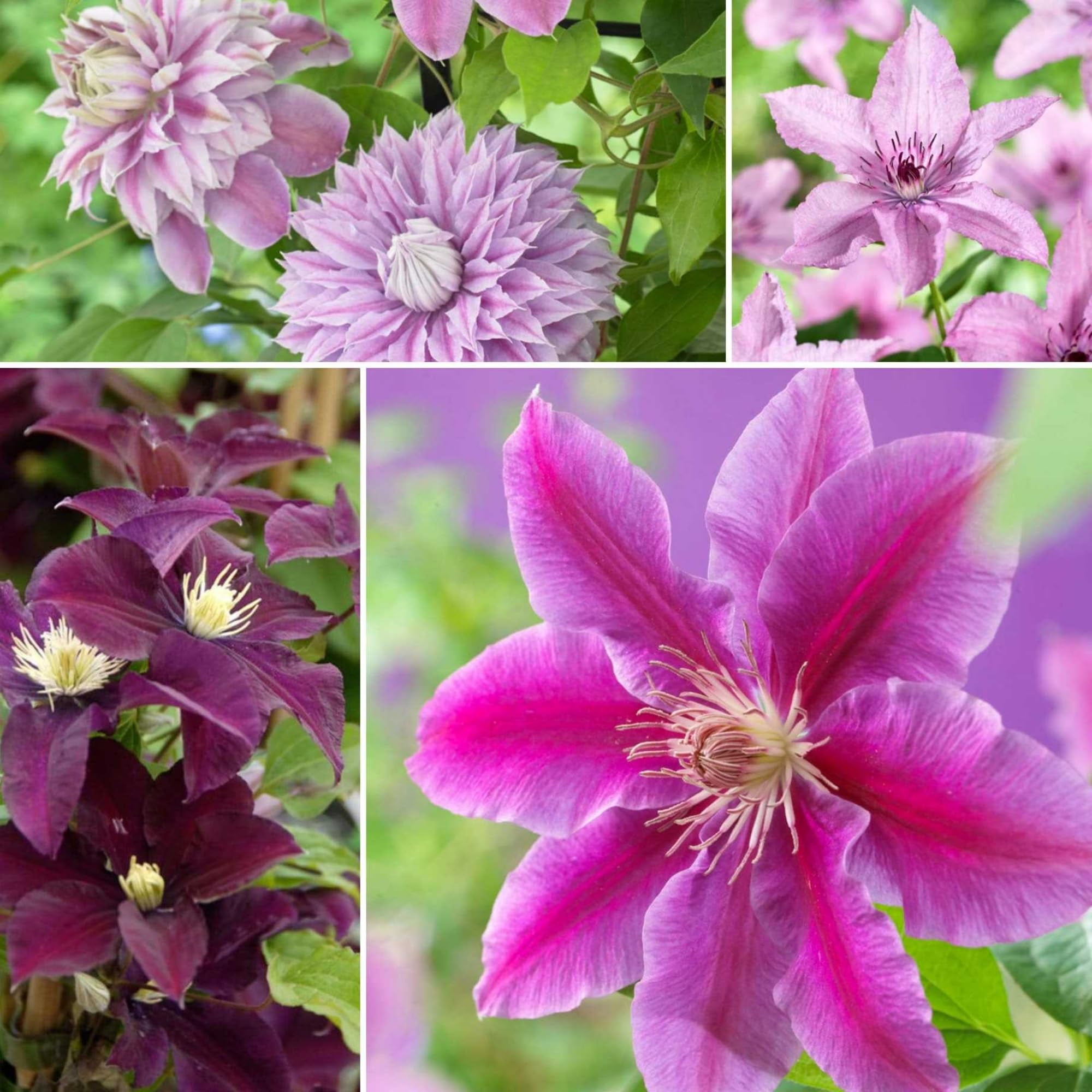 300+ Clematis Vine Plant Seeds for MVR1 Planting - Mixed Color Clematis ...