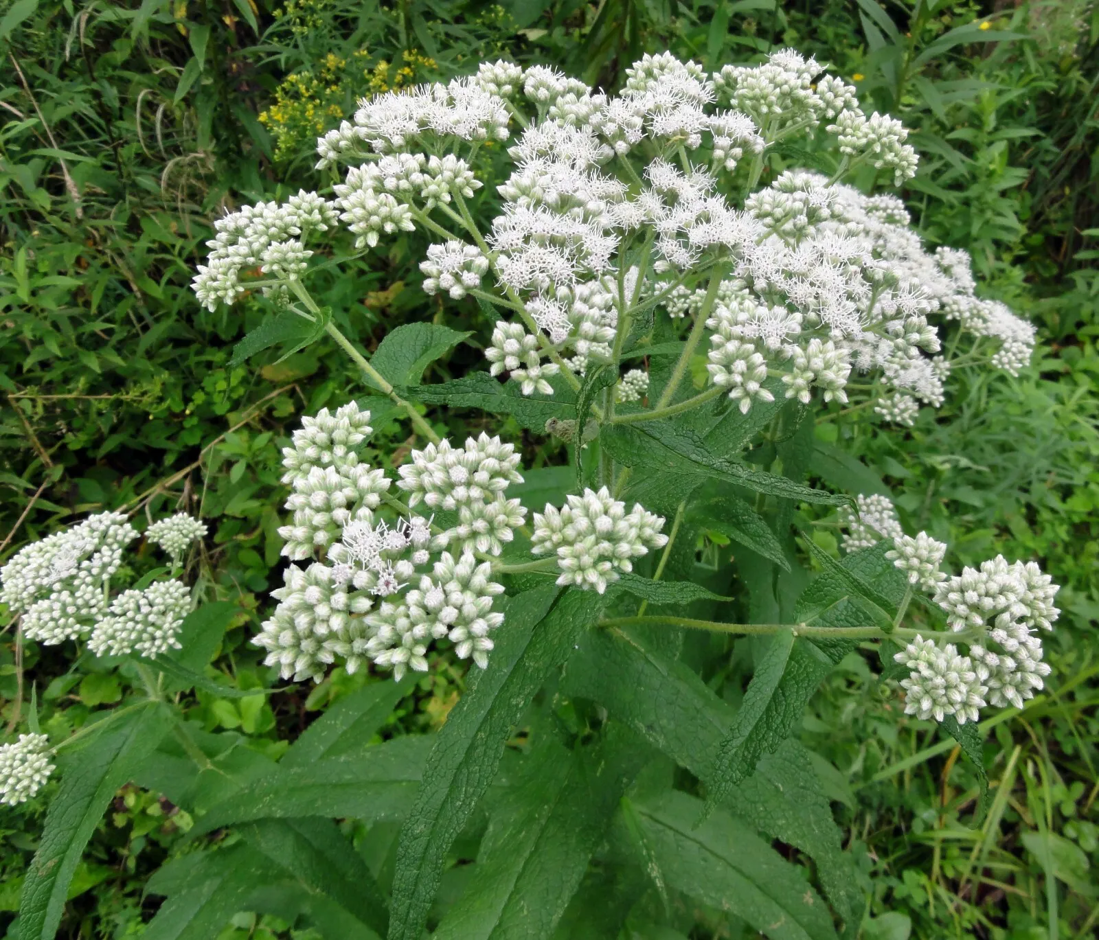 300 Common Boneset Seeds - Eupatorium perfoliatum - None-GMO Medicinal Herb - Walmart.com