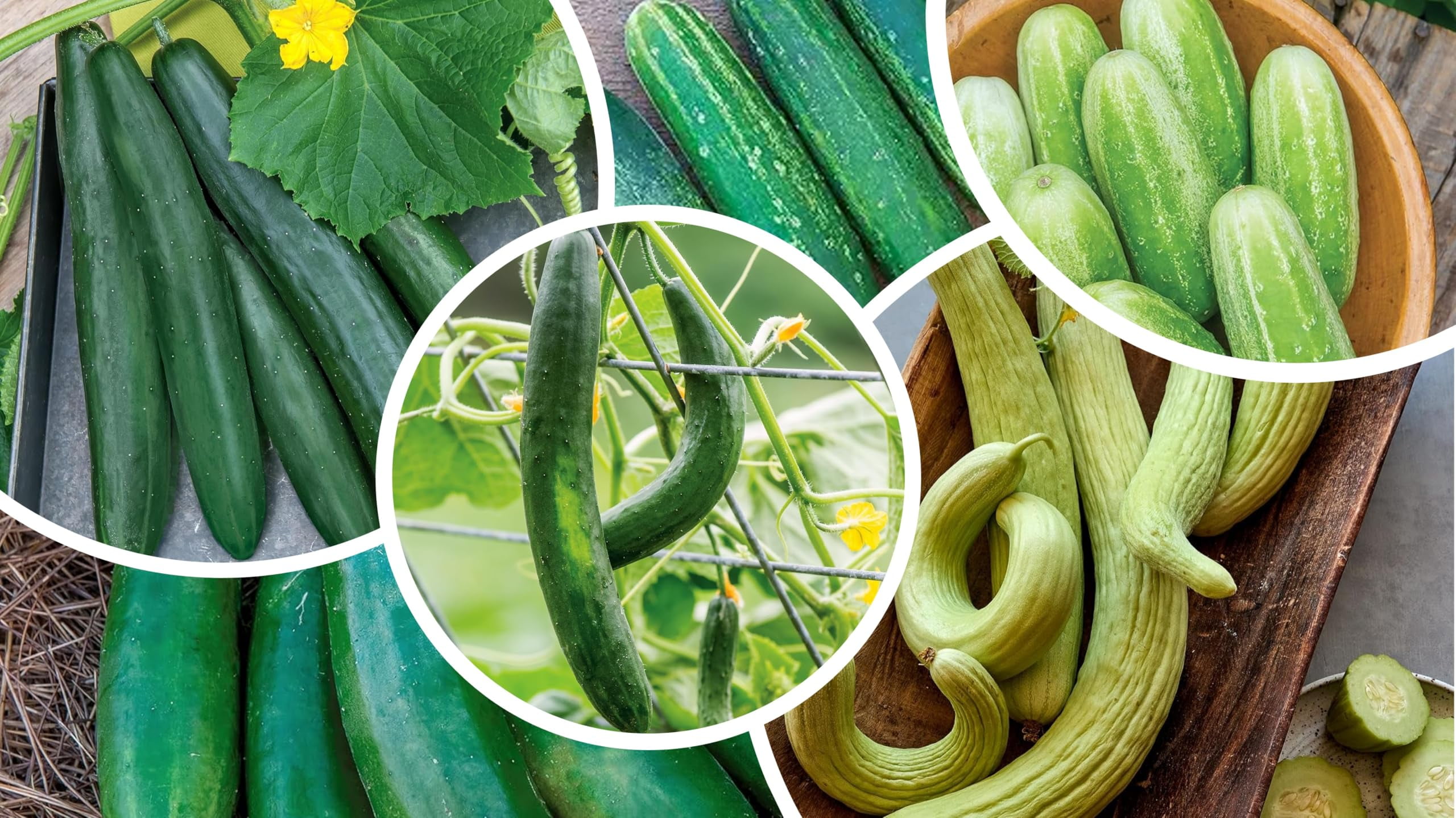 300+ Cucumber Mix Seeds 12 Asian BSL1 Varieties Non-GMO Delicious and Crispy, Rare and Super ...