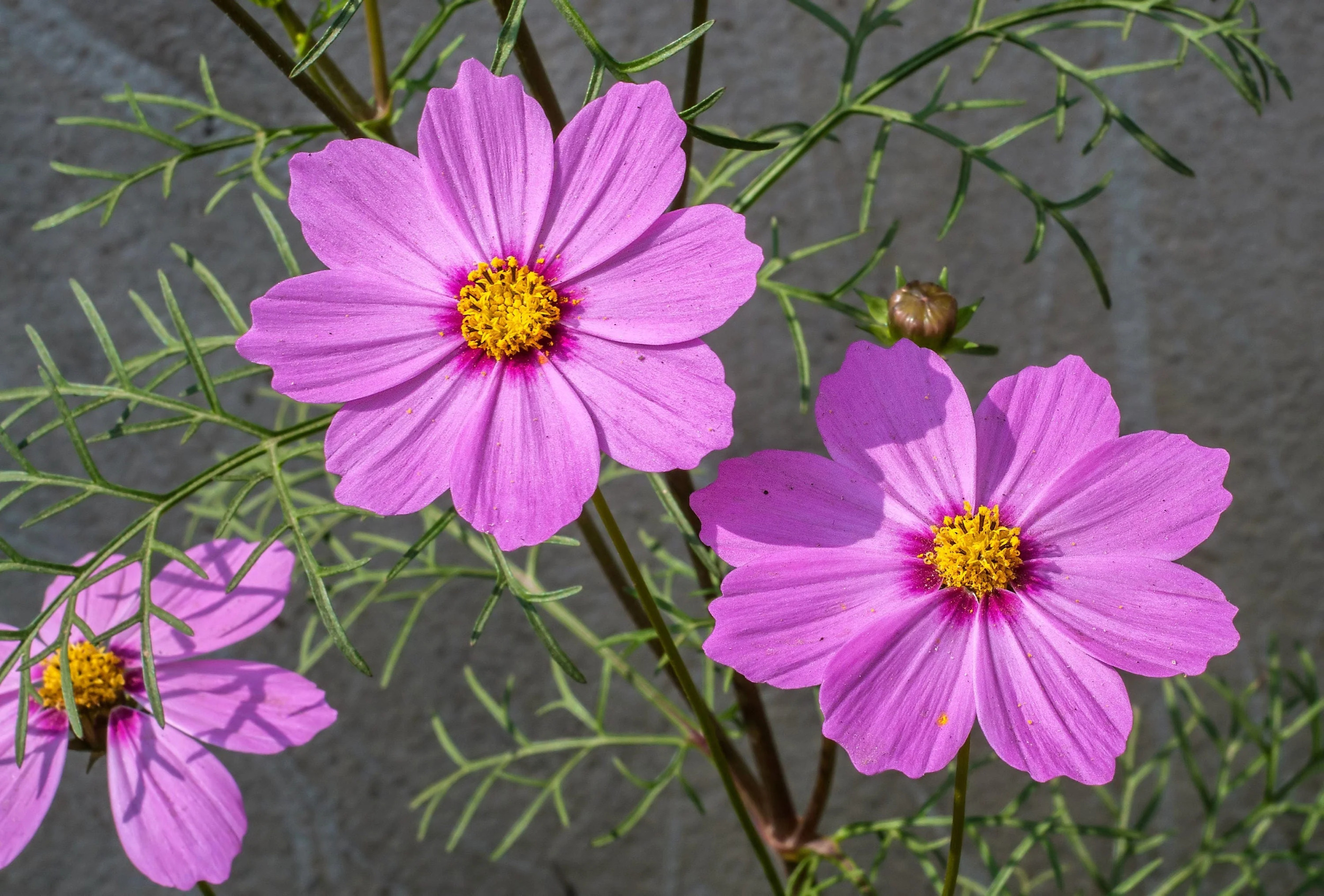 300 DWARF PINK COSMOS Cosmos Bipinnatus Flower Seeds - Walmart.com
