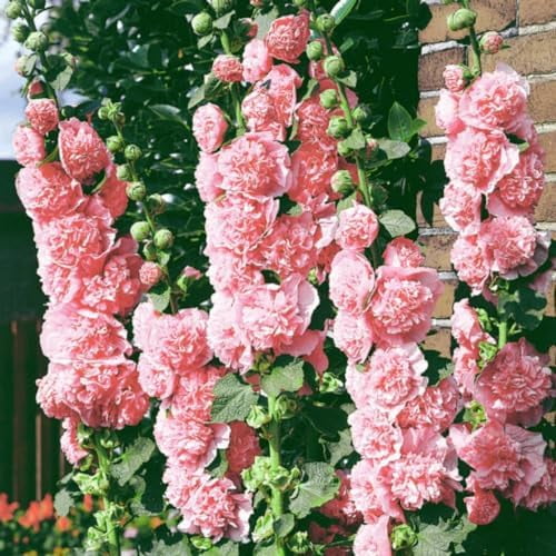 300+ Double Hollyhock Seeds for Planting - MHD1Carnival Giant Hollyhock ...