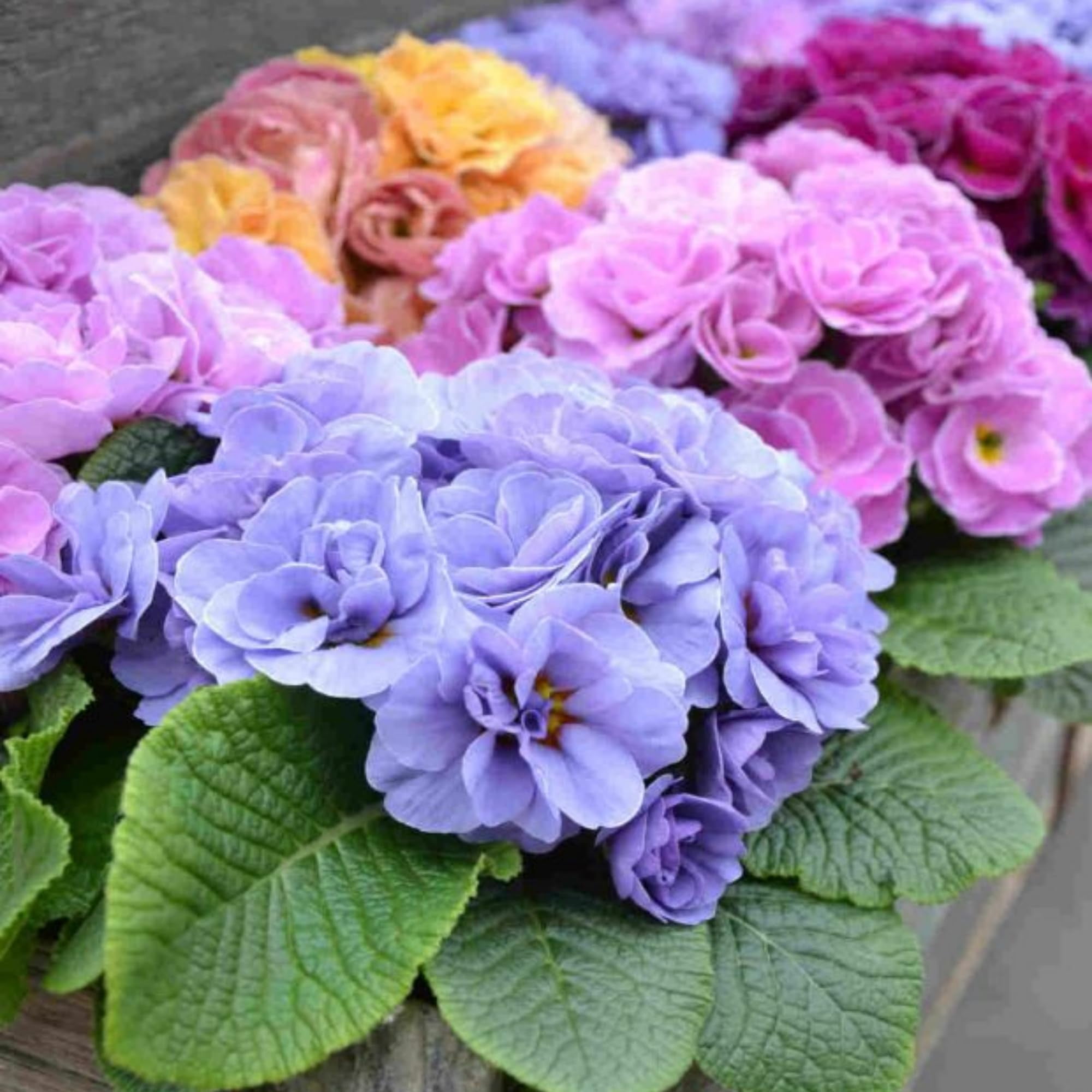 300+ Double Primrose TWE5 Primula Flower Seeds for Planting Perennial ...