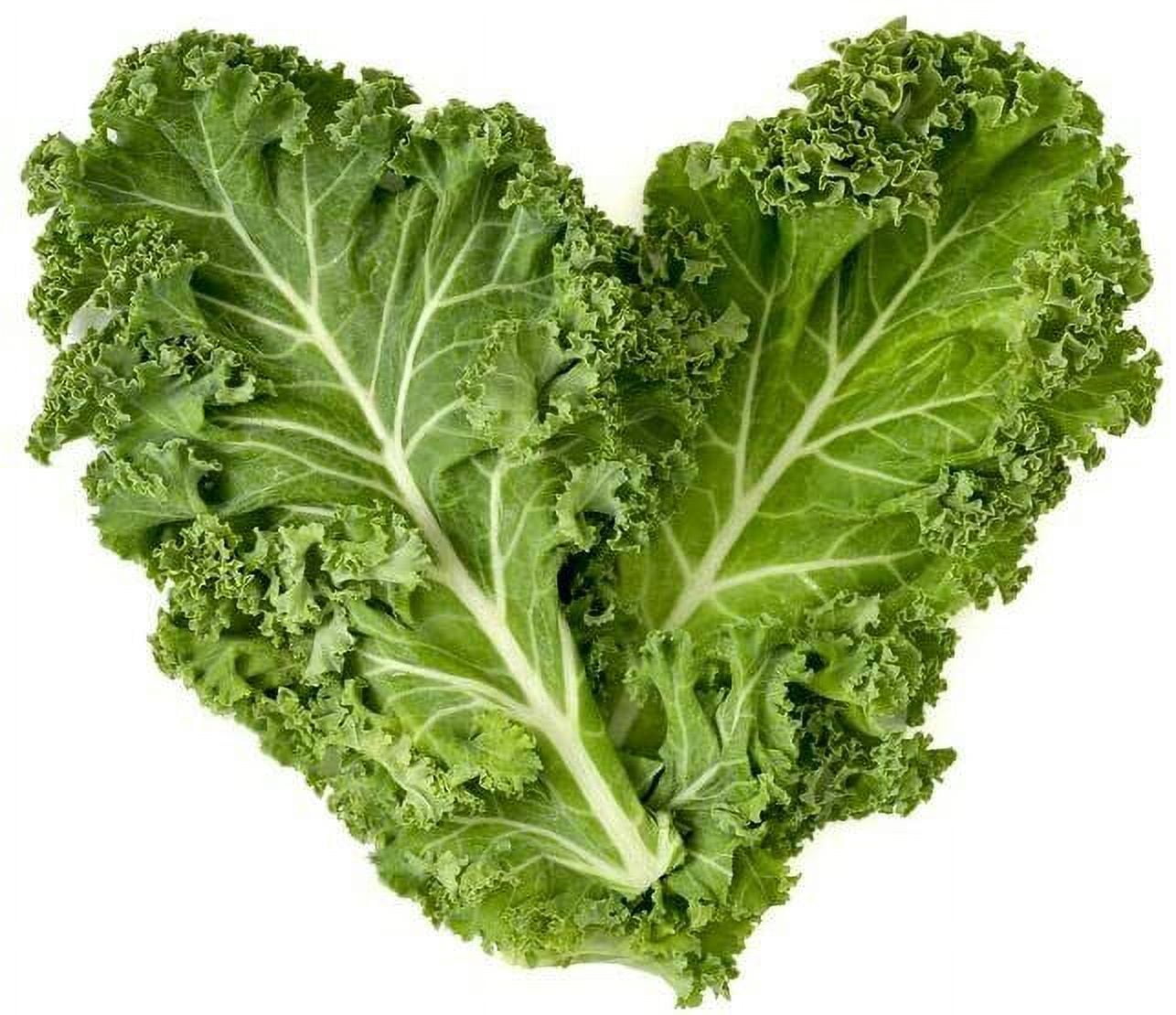 300+ Dwarf Blue Curled Kale Seeds | Non-GMO | Heirloom Garden Seeds ...