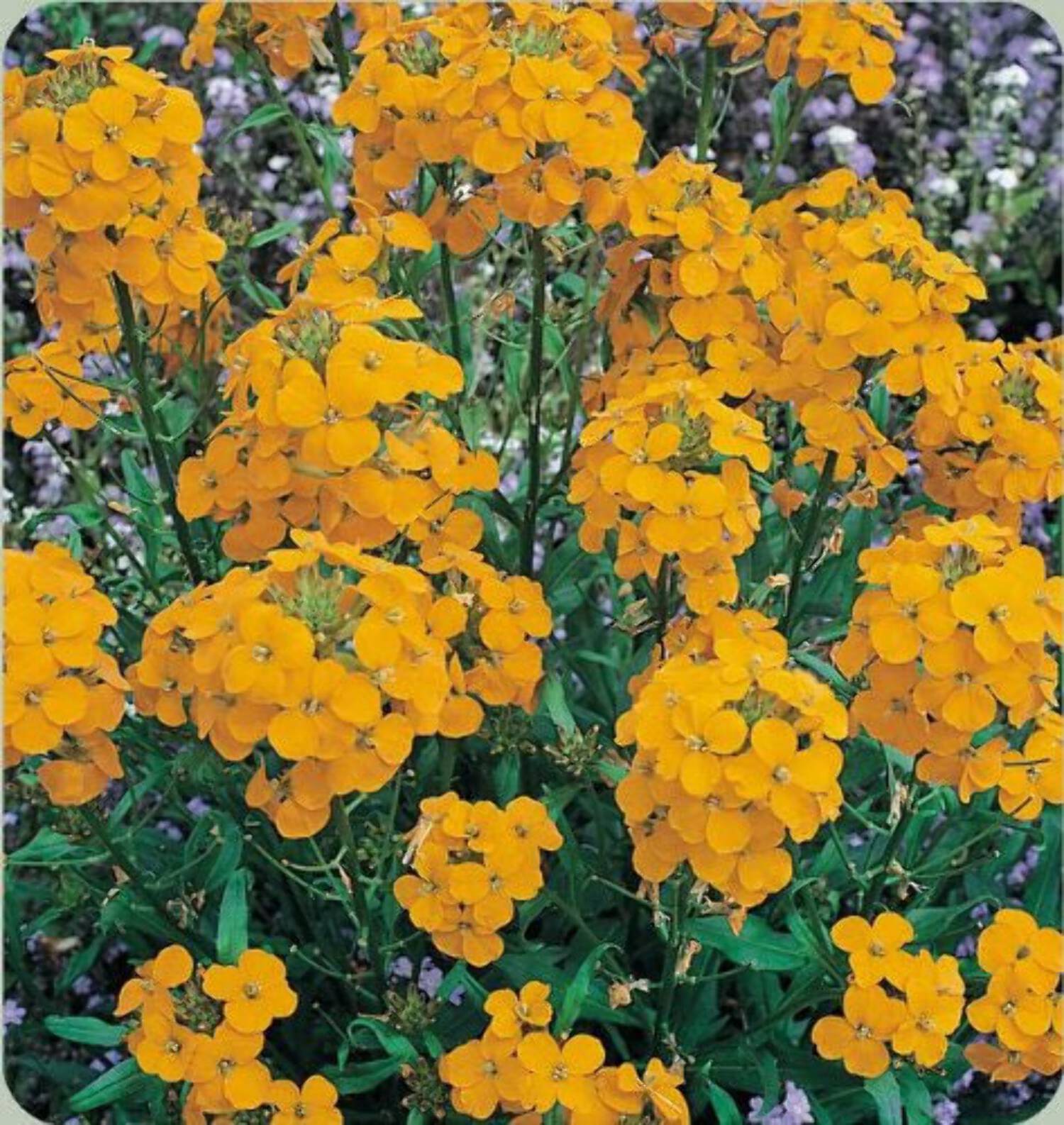 300 ENGLISH Aegean WALLFLOWER Cheiranthus Cheiri Seeds - Walmart.com