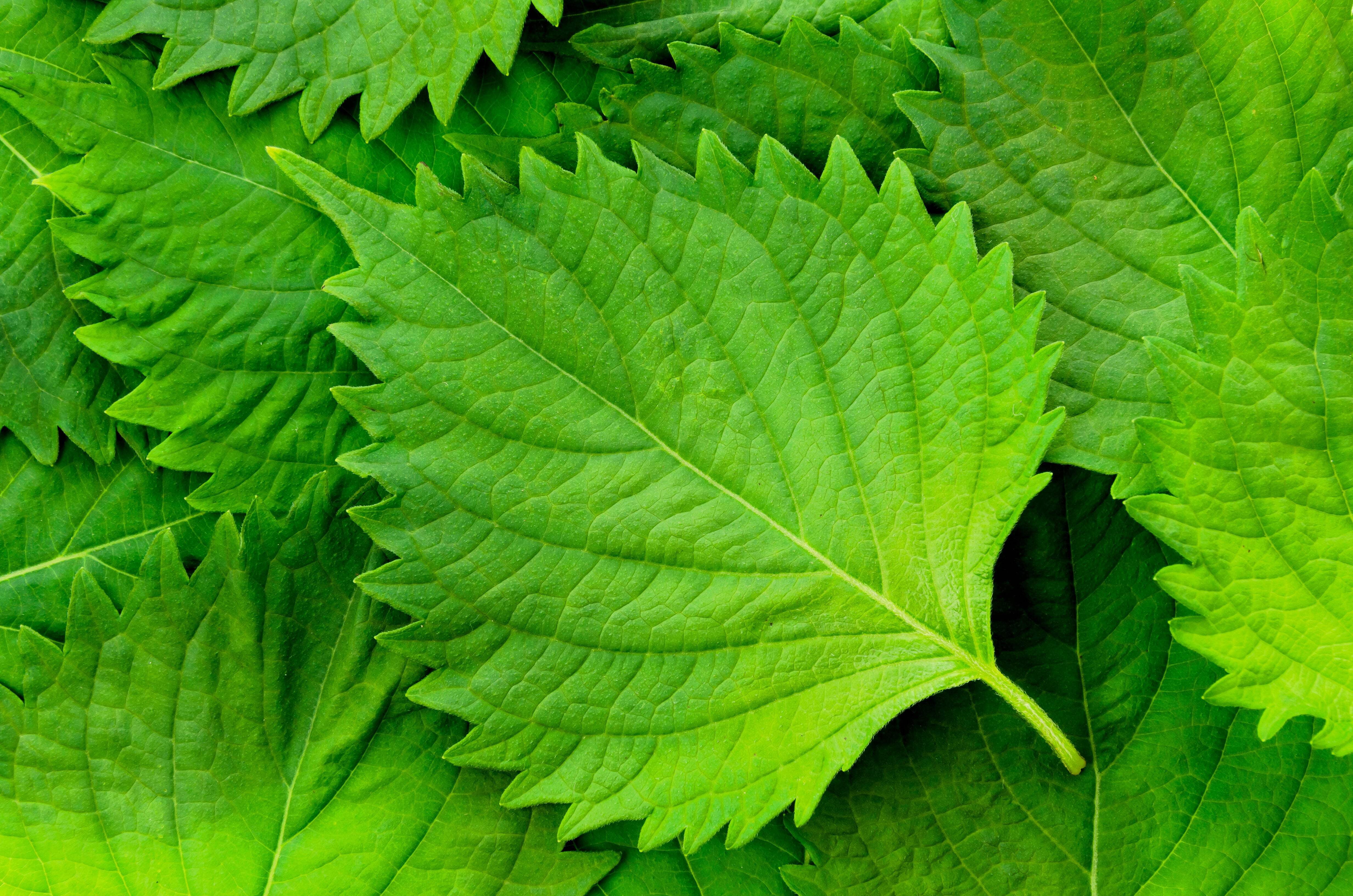 300 GREEN SHISO aka PERILLA Frutescens Ornamental Herb Seeds Green ...