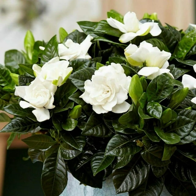 300+ Gardenia Jasminoides TWE5 Seed Cape Jasmine Climber Vine Lovely ...