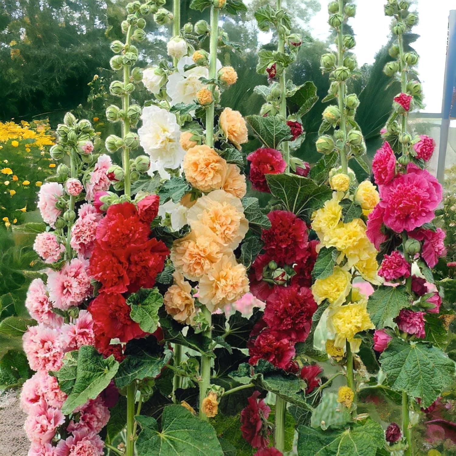 300+ Hollyhock Seeds Carnival Mix Giant MVR1 Mallow Double Hollyhock ...