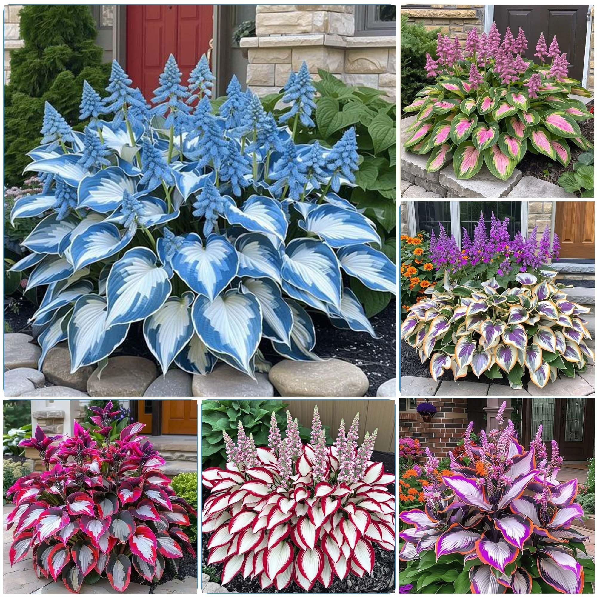 300+ Hosta Seeds Heart-Shaped Hosta Bare BSL1 Roots - Rich Foliage, Heart Shaped Leaves, Outdoor ...