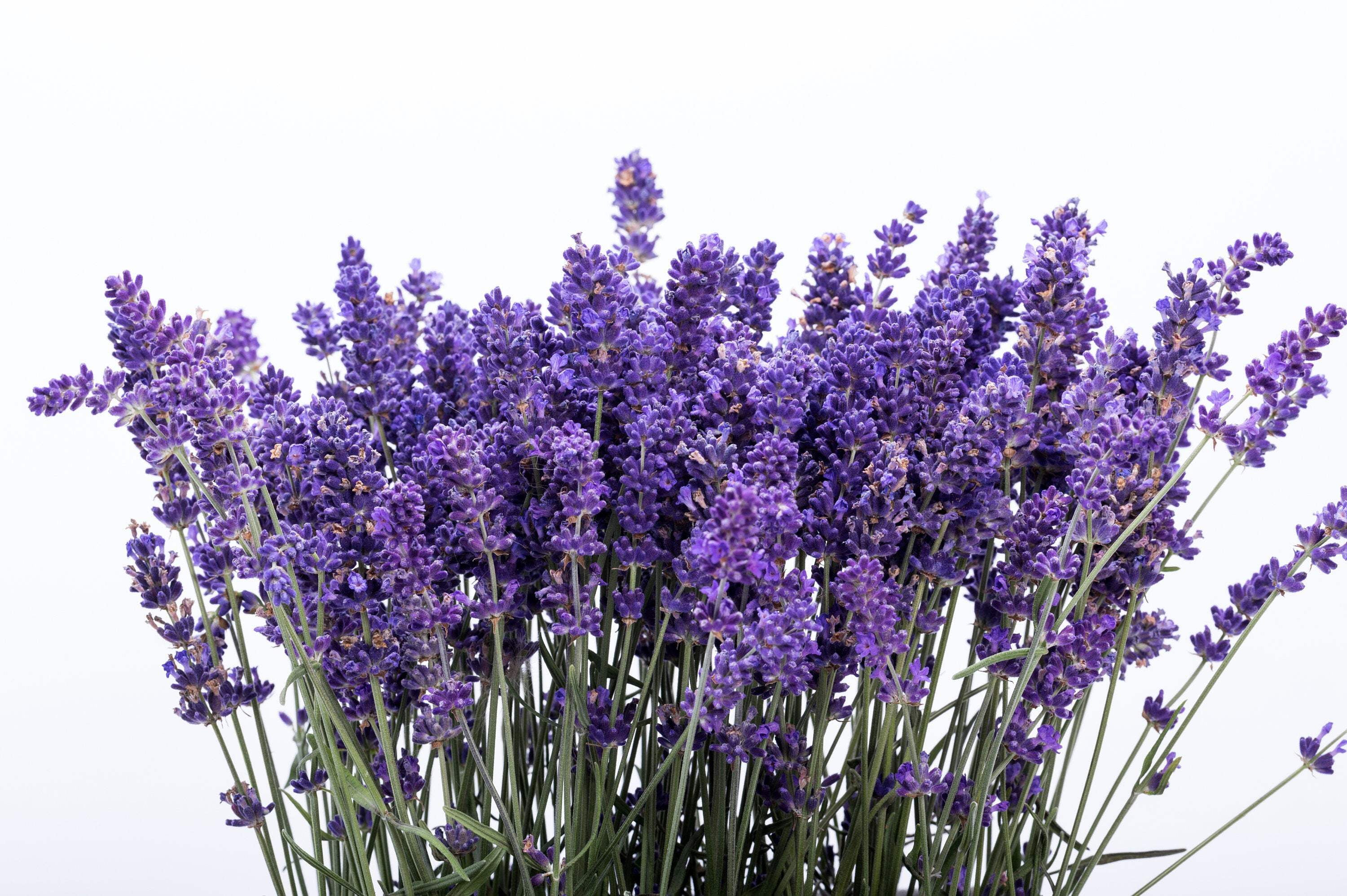 Seedville USA 300 Italian Lavender Lavandula Angustifolia Fragrant Blue ...
