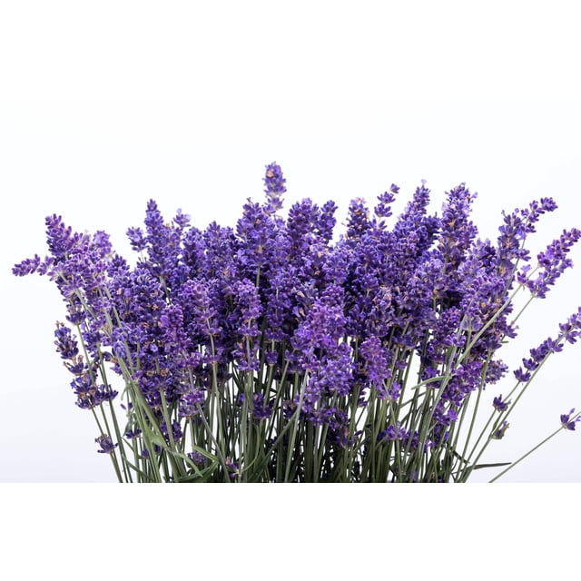 300 Italian Lavender Seeds, Lavandula Angustifolia, Perennial Fragrance ...