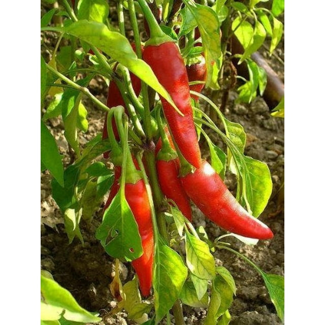 300 Seeds LONG Red CAYENNE PEPPER Capsicum Annuum Vegetable Seeds ...