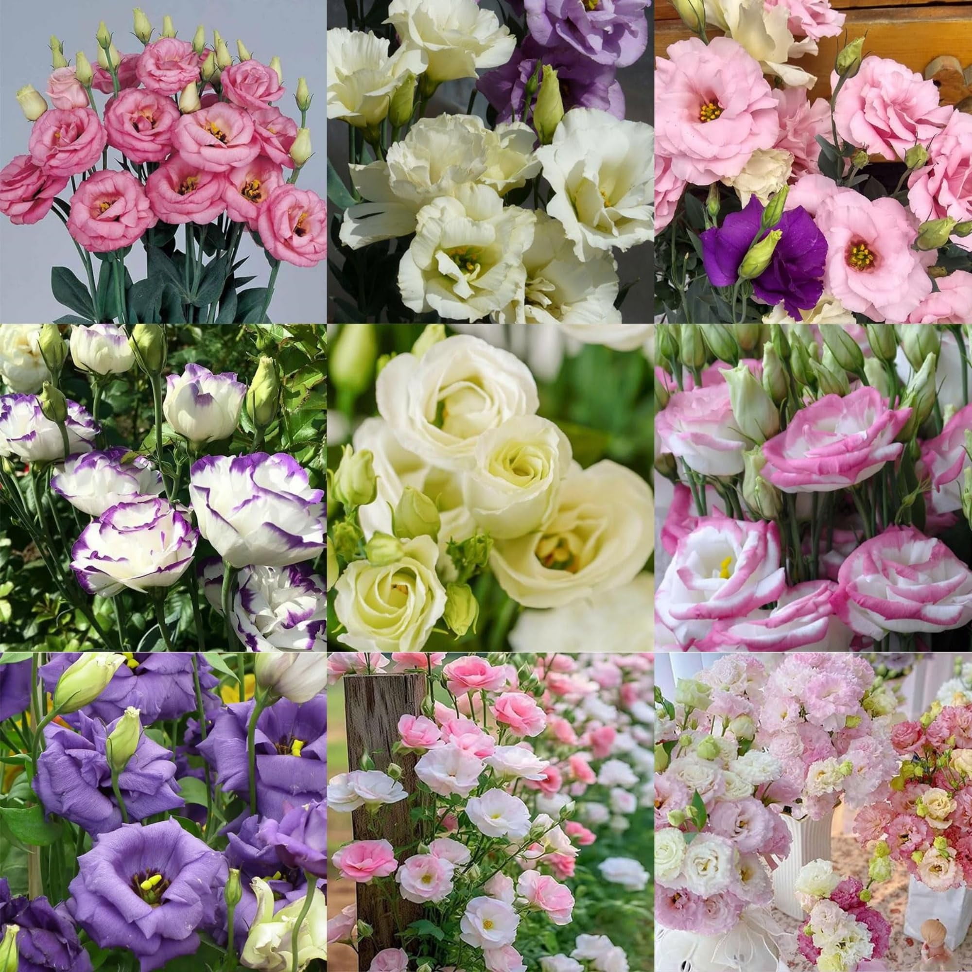 300+ Lisianthus Flower Seeds for Planting SMR- Double Lisianthus Seeds ...