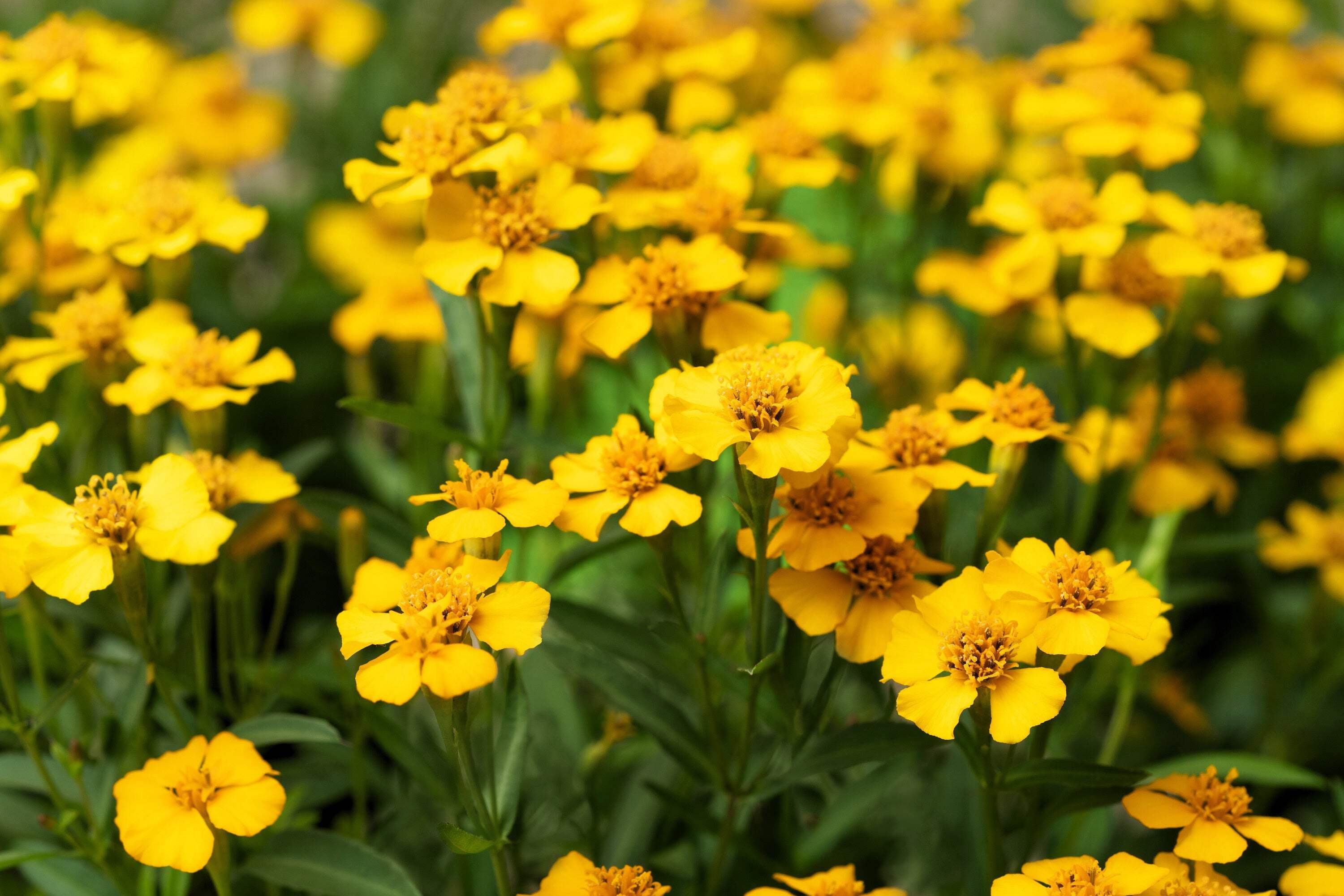 300 MEXICAN Mint MARIGOLD Spanish Tarragon Tagetes Lucida Flower Herb ...