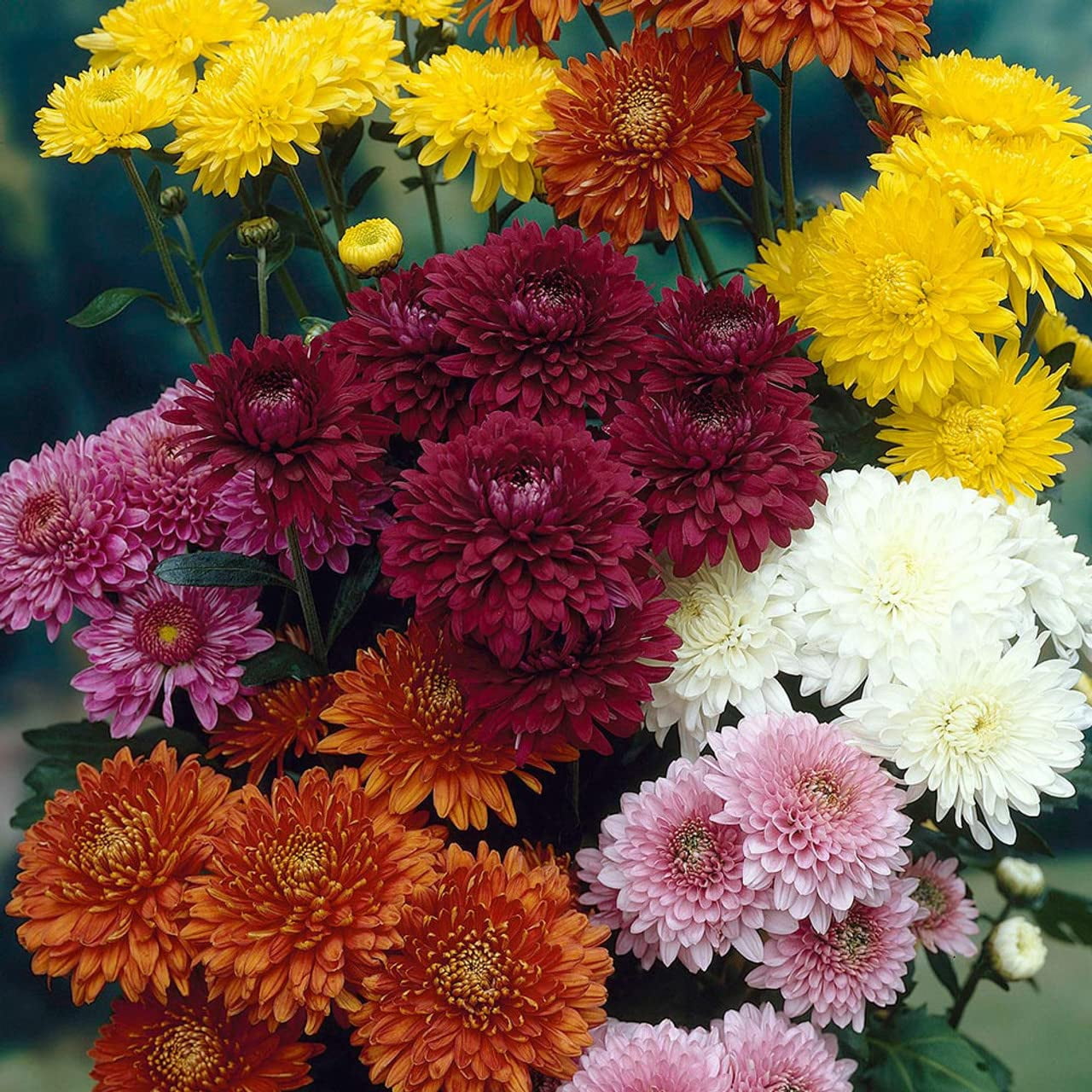 300+ Mixed Color Chrysanthemum Seeds Hardy SMRGarden Flower Seeds ...