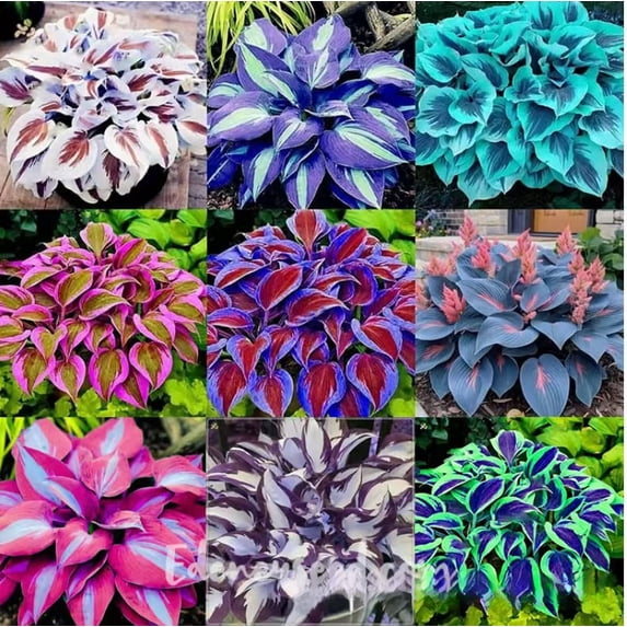 300+ Mixed Color Hosta Seeds – Shade-Tolerant Perennial Plants for ...