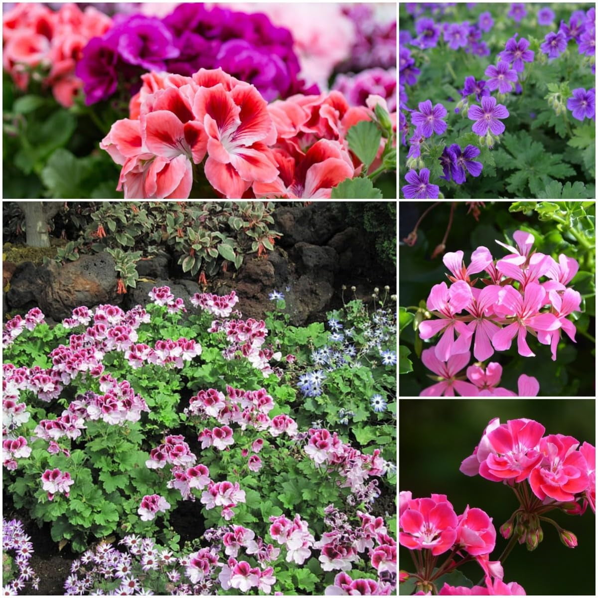 300 Mixed Geranium Garden CM31 Flower Seeds to Plant - Walmart.com