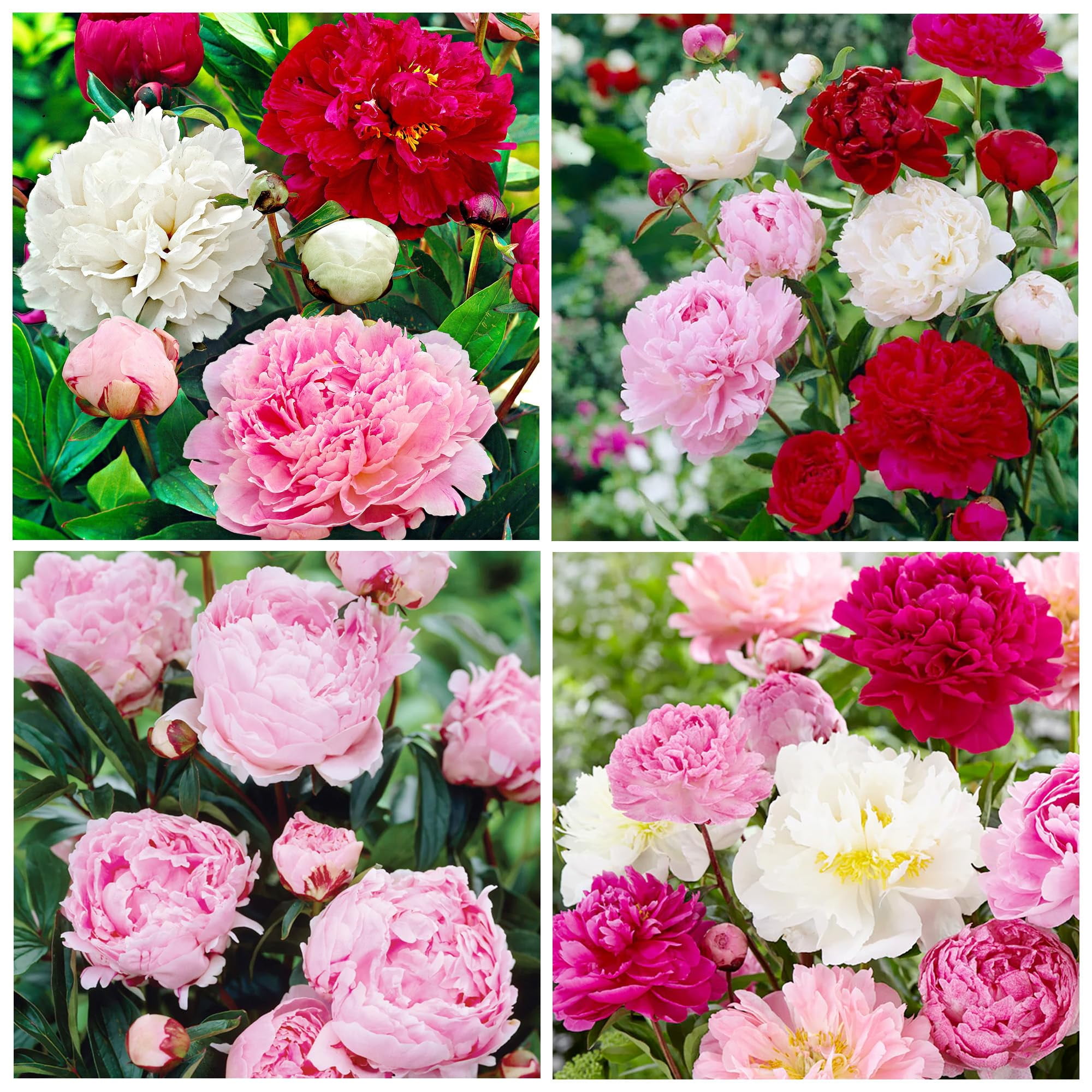 300+Mixed Peonies Seeds TWE5 for Planting Outdoor- Peony Flower Seeds Double Beautiful Perennial ...