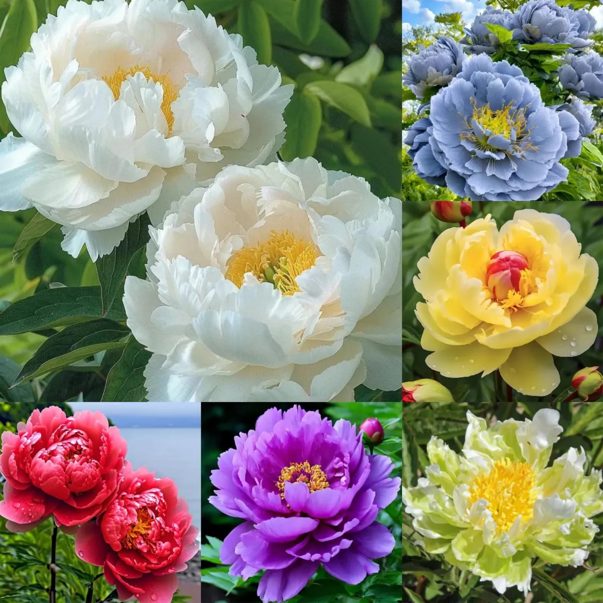 300+ Mixed Peony Seeds for Planting ZLK1 - Non-GMO Heirloom Peony Seeds ...