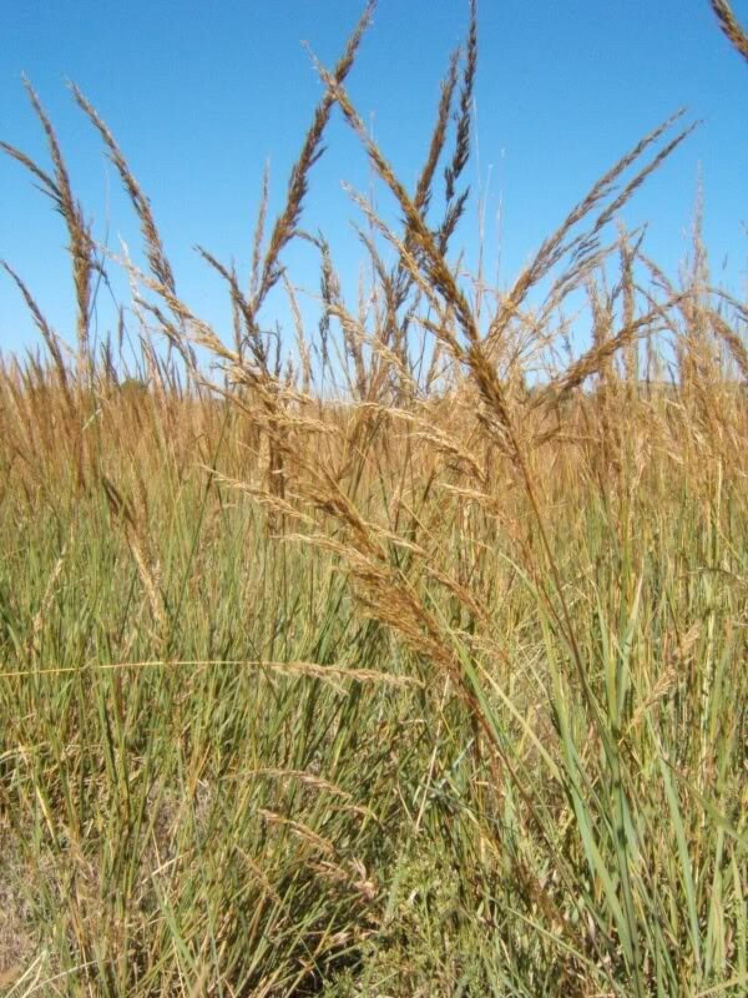 300 Ornamental BIG BLUESTEM GRASS Beardgrass Andropogon Gerardii Seeds ...