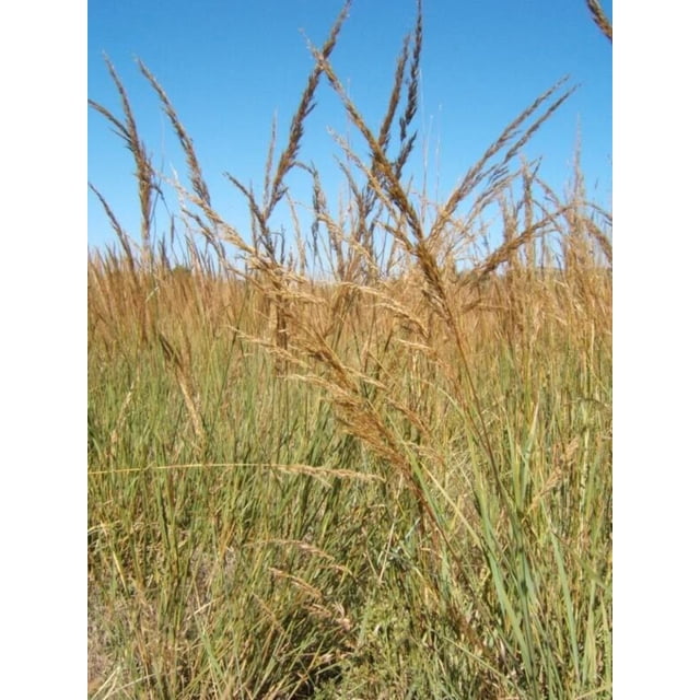 300 Ornamental BIG BLUESTEM GRASS Beardgrass Andropogon Gerardii Seeds ...